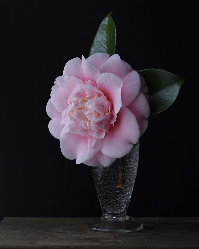 Chanel's iconic flower, the camellia – Mon Together